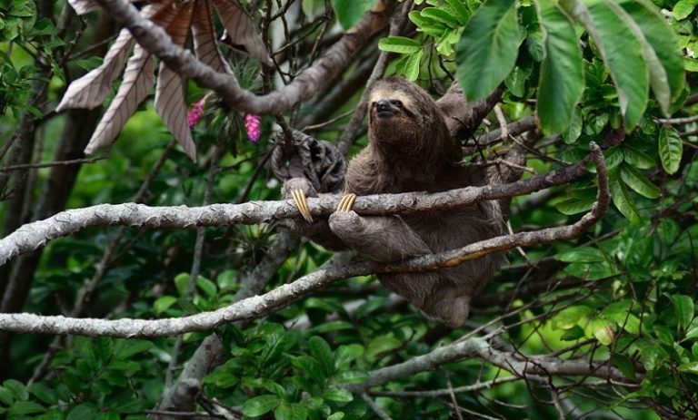 Sloth – Spirit Animal, Totem, Symbolism and Meaning - Meaning Zone