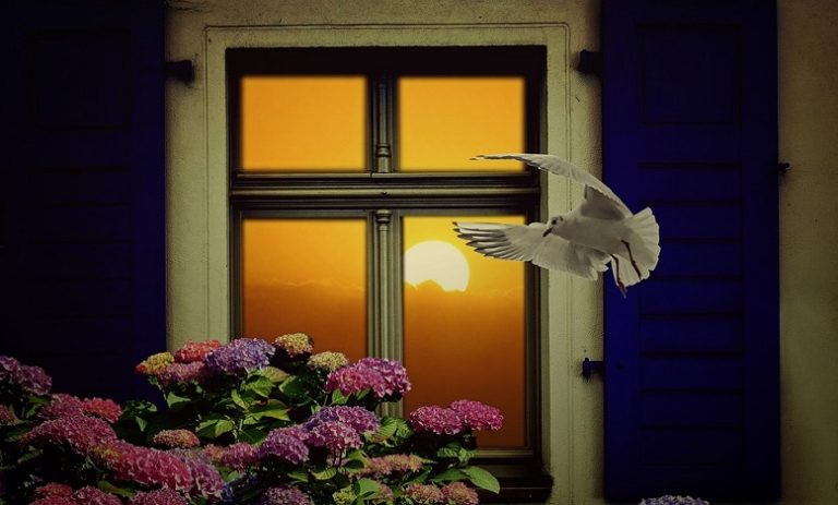 Spiritual Meaning of Birds Hitting Window - Meaning Zone