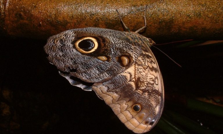 Brown Moth Meaning And Symbolism brown-moth-meaning-and-symbolism
