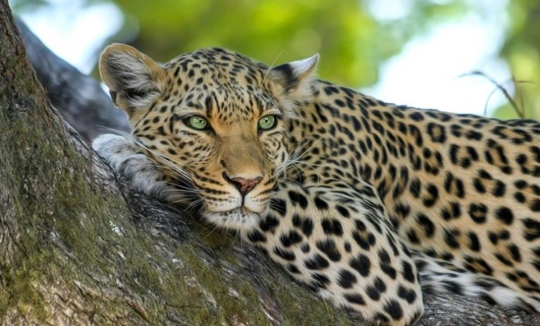 Leopard Spirit Animal Totem Symbolism And Meaning leopard-spirit-animal-totem-symbolism-and-meaning
