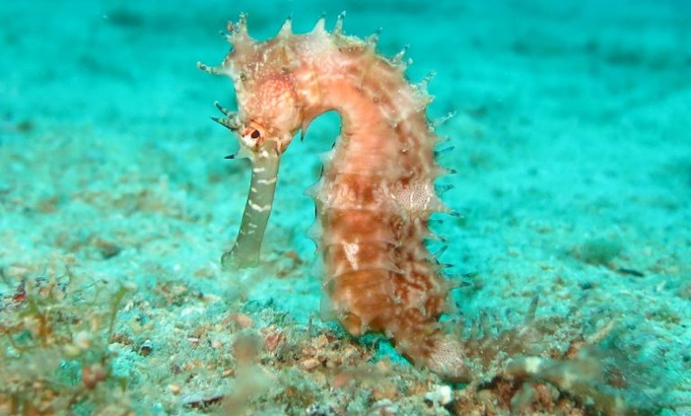 Seahorse – Spirit Animal, Totem, Symbolism and Meaning